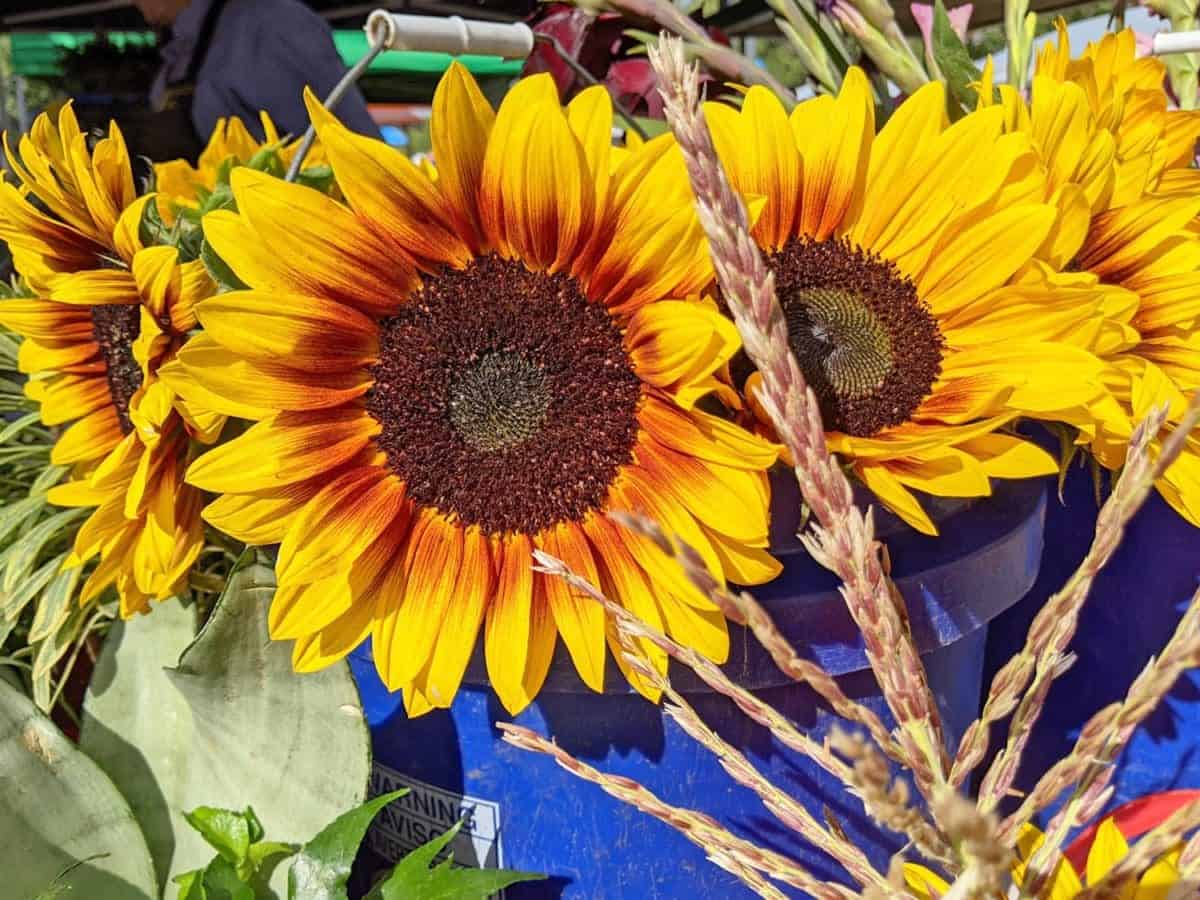 5 Things To Do in Downtown Camrose, Alberta | Go East of Edmonton