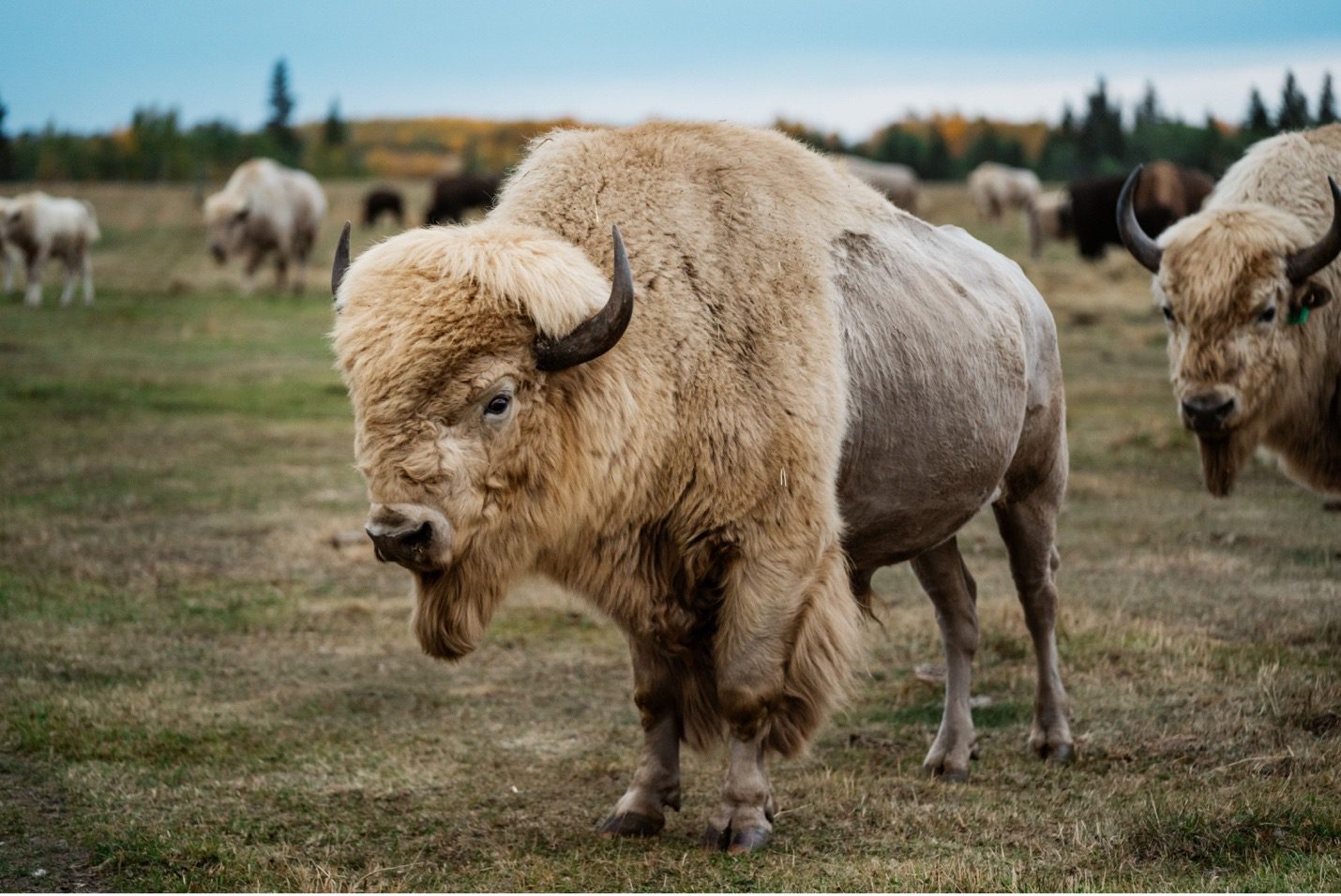 Metis Crossing | Go East of Edmonton
