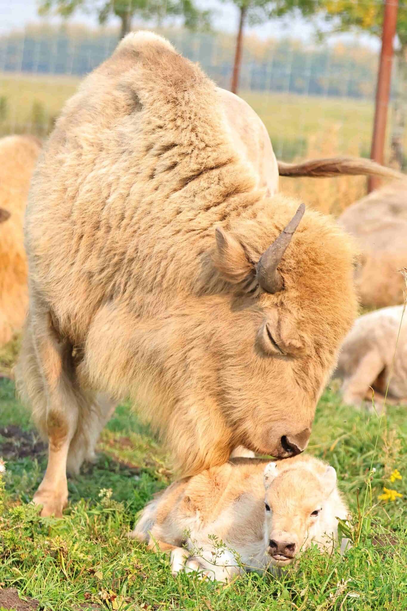 Discover the Smoky Lake Pumpkin Fair & Top Things to Do in the Region ...