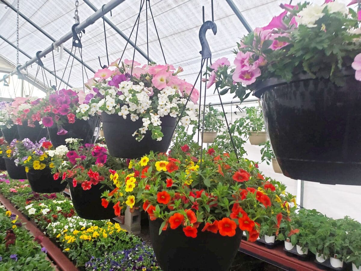 The Great Greenhouse Tour | Go East of Edmonton