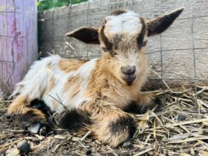 Prairie Gardens Adventure Farm | Go East of Edmonton
