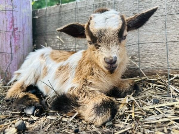 Prairie Gardens Adventure Farm | Go East of Edmonton