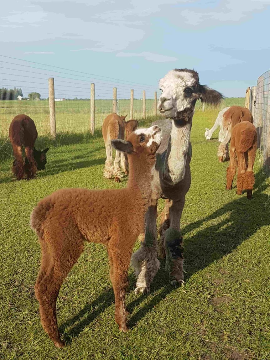 Aurora Alpacas | Go East of Edmonton