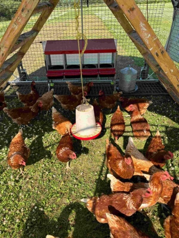 Your Complete Guide to Open Farm Days and Local Food Week | Go East of ...